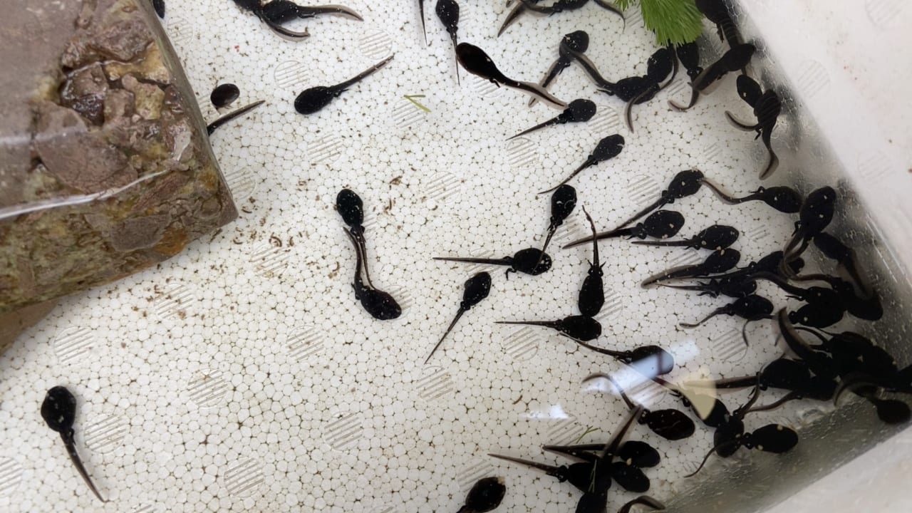 【杉並区】元気に成長中！！パールセンターのおたまじゃくしに足が出てきたよ！→5/14 近況写真追加 | 号外NET 杉並区